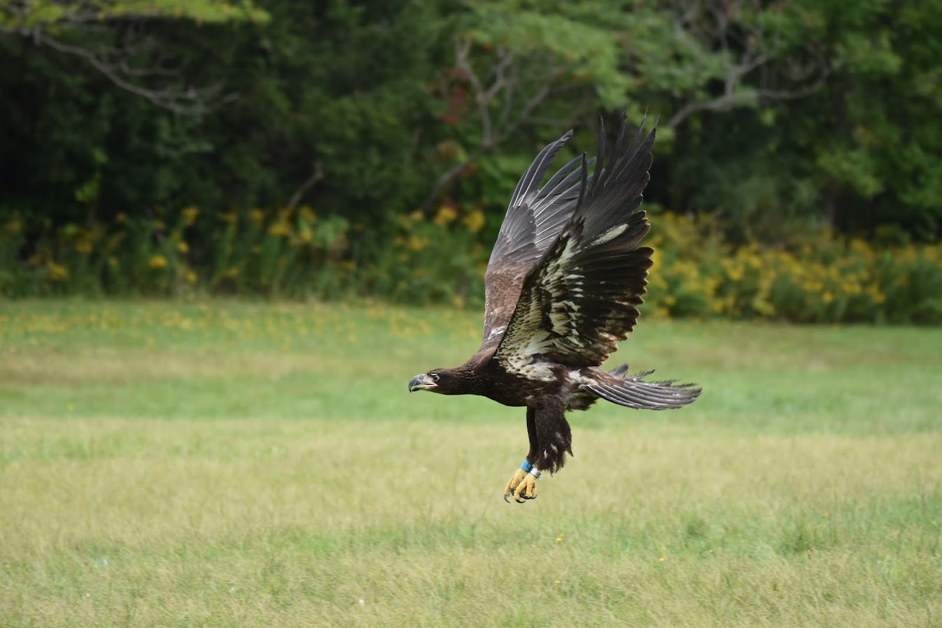 SOARING AGAIN: Injured bald eagle, after some care, back in wild | News ...